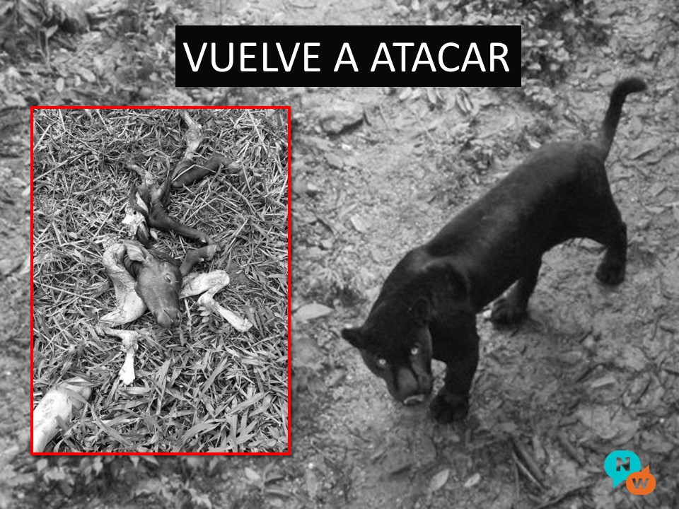 Reportan nuevo ataque de felino salvaje en Villa Allende; ganaderos ...